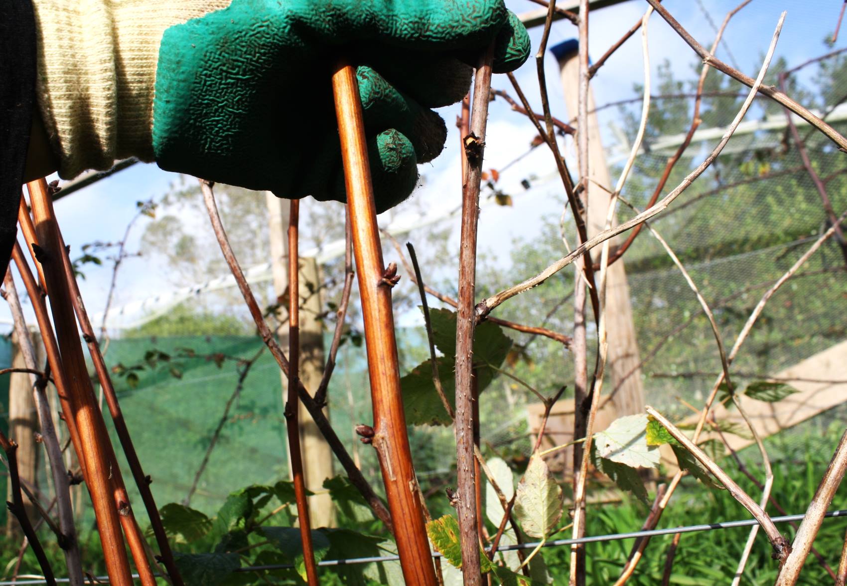 How To Prune Raspberries