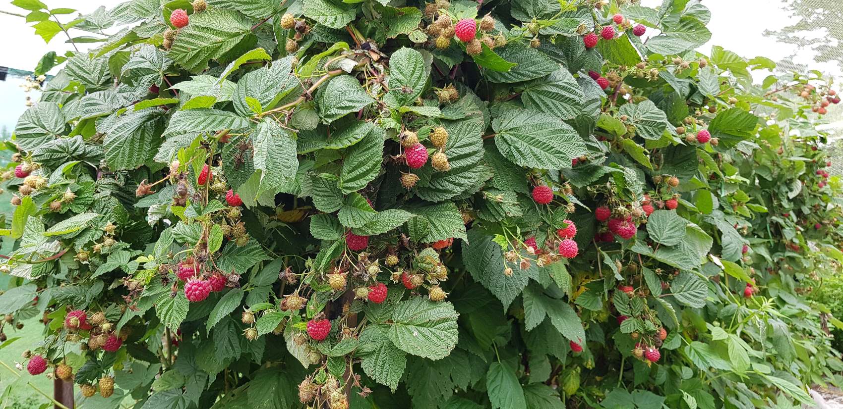 How To Prune Raspberries