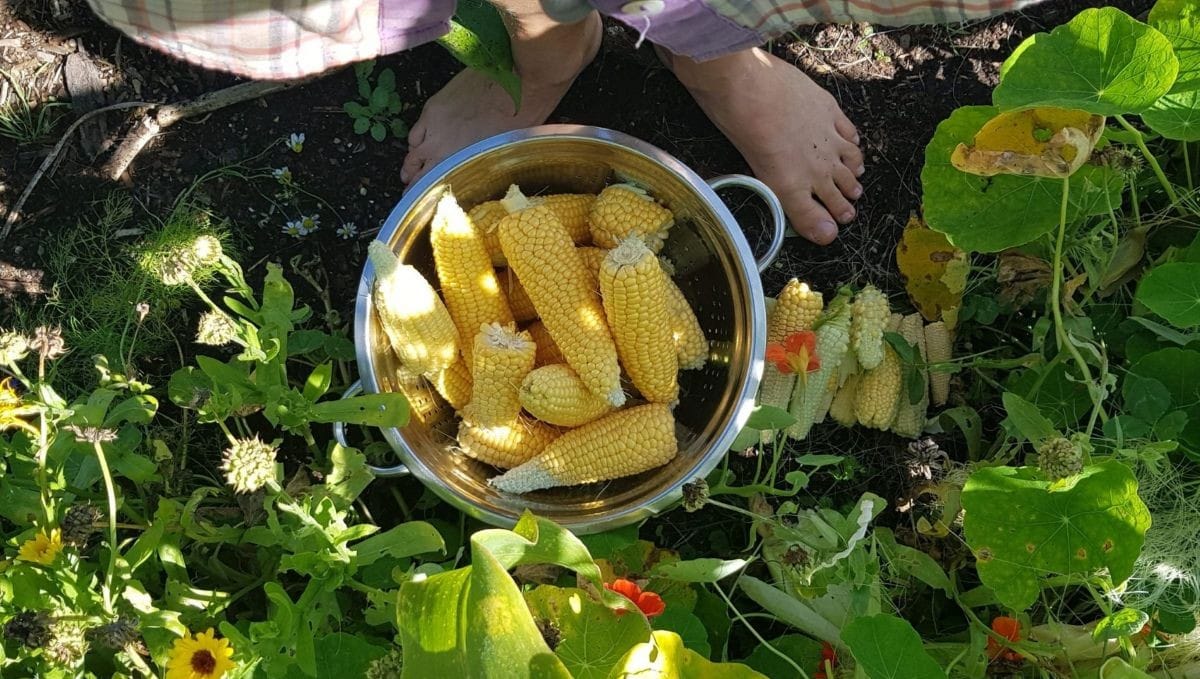 How to Grow Sweetcorn