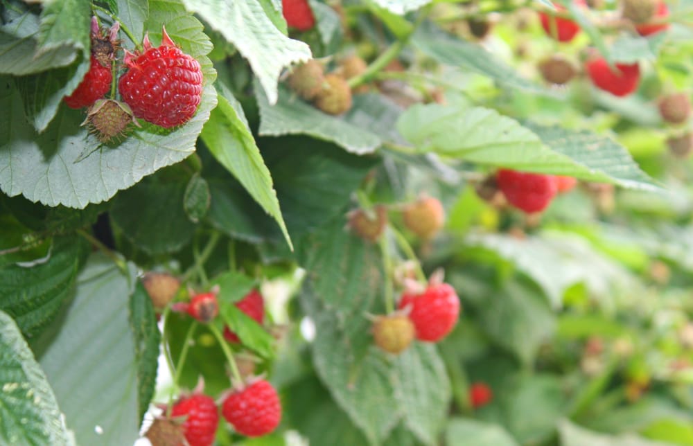 How To Grow Raspberries