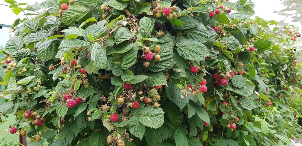 How To Grow Raspberries