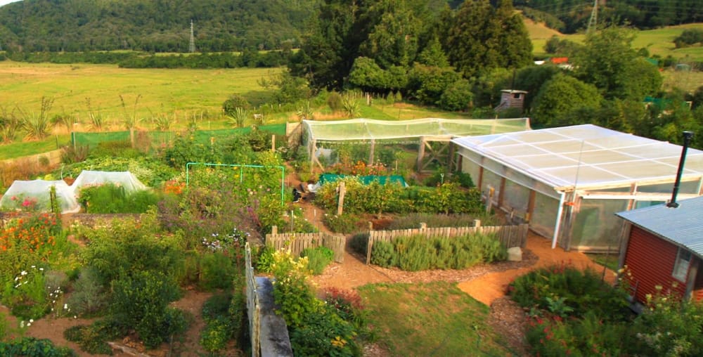 How To Grow Raspberries