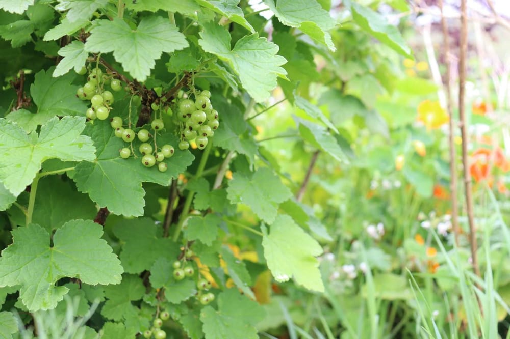 November Fruit Tree To Do List