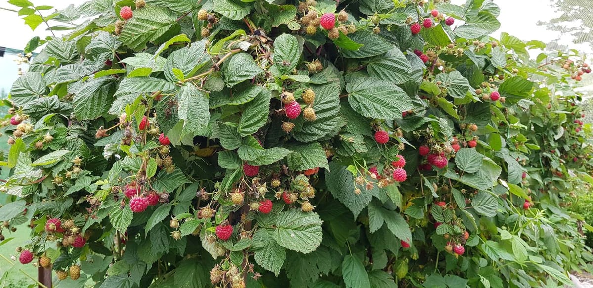How To Grow Raspberries