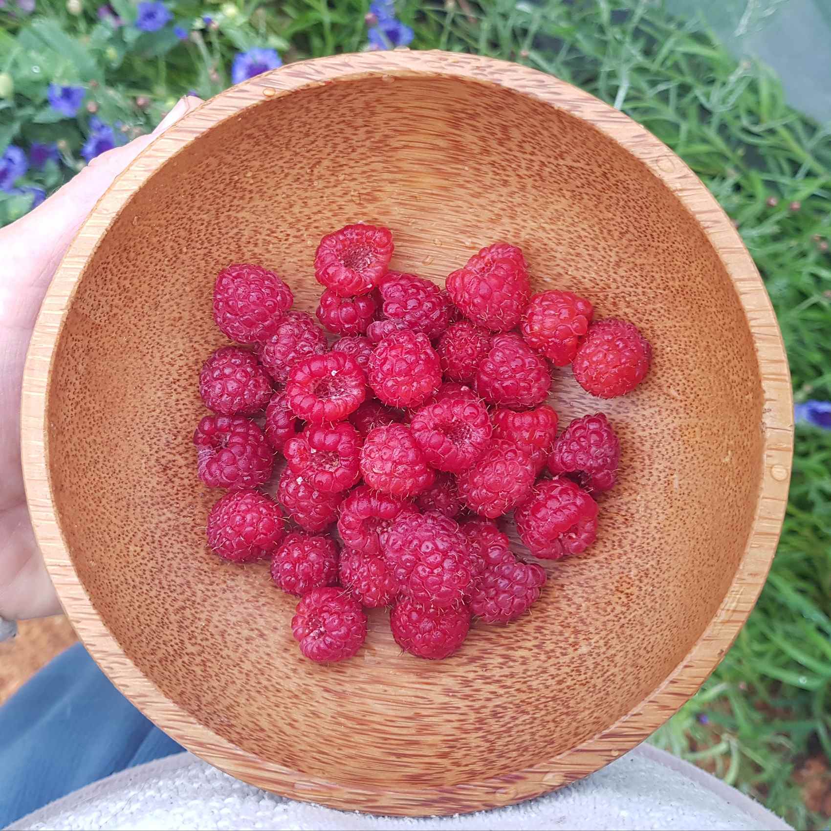 How To Grow Raspberries