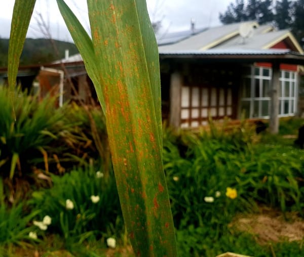 How To Prevent + Deal with Garlic Rust