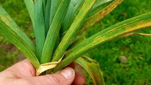 How To Prevent + Deal with Garlic Rust